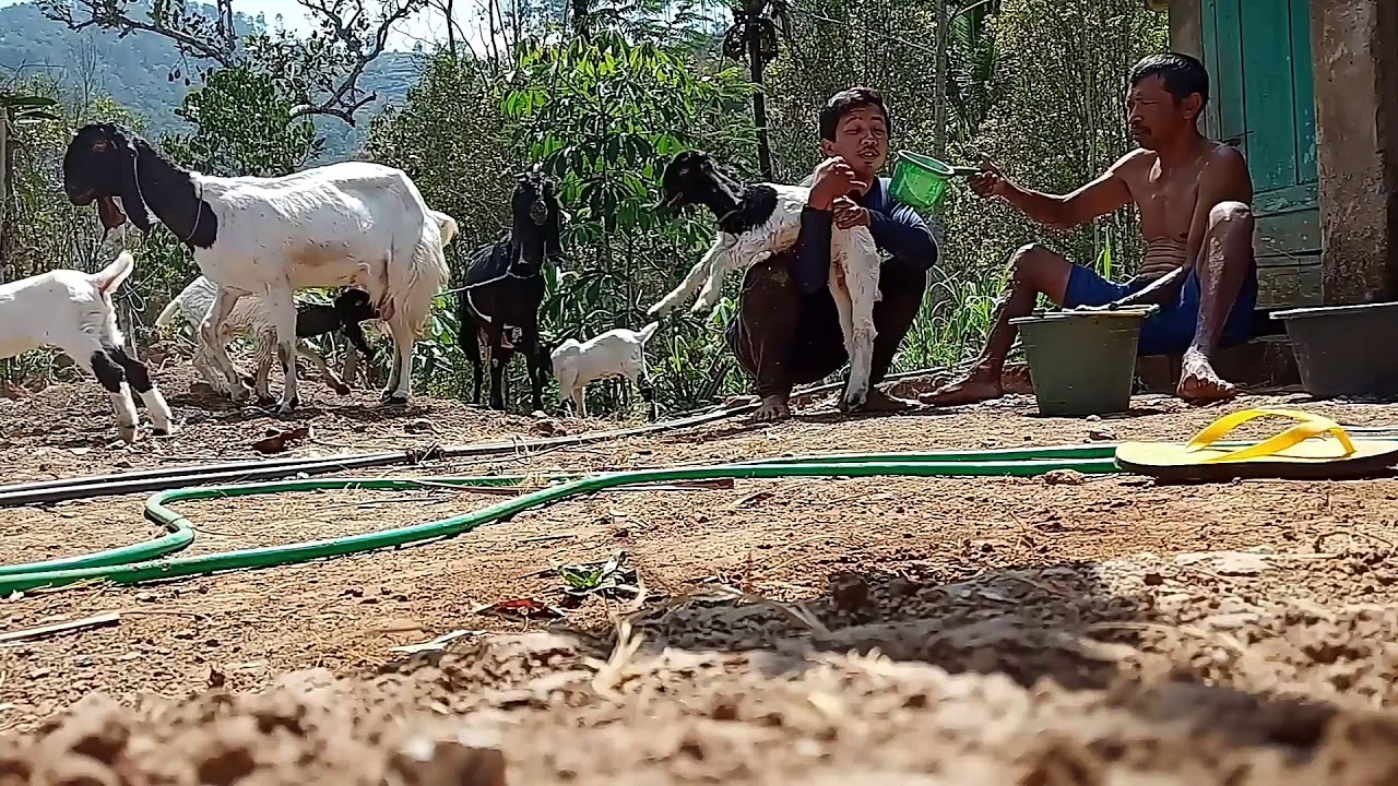 Tertanam tips hilangkan kutu kambing - YouTube