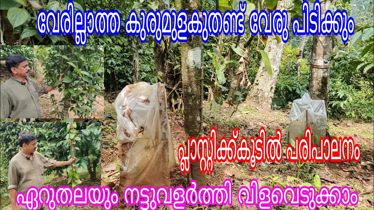 Pepper plants preservation method#agriculture#antony muniyara VIogs ...