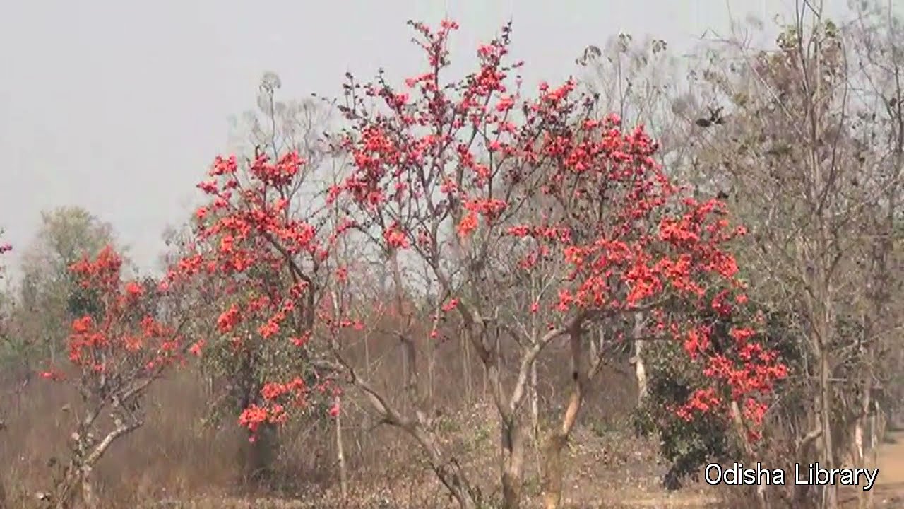 Palasa Phula / Natural Flowers - YouTube