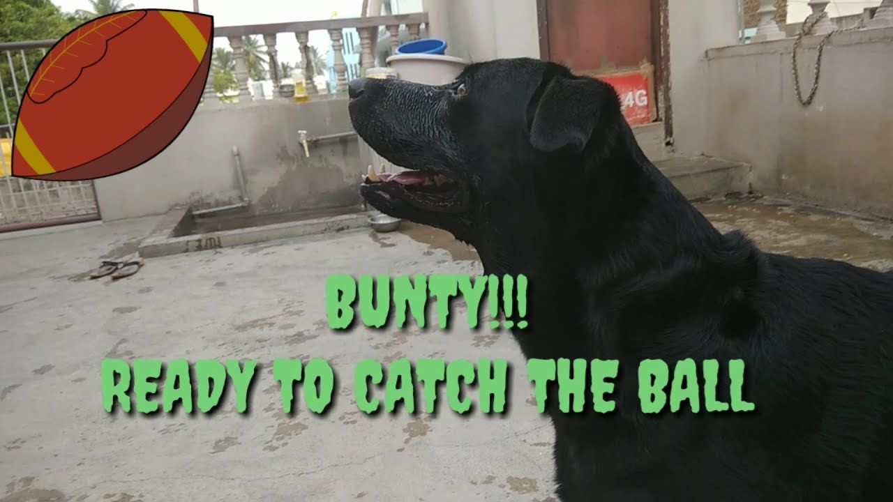 Funny labrador, ball catching session || Every dog has its day ...
