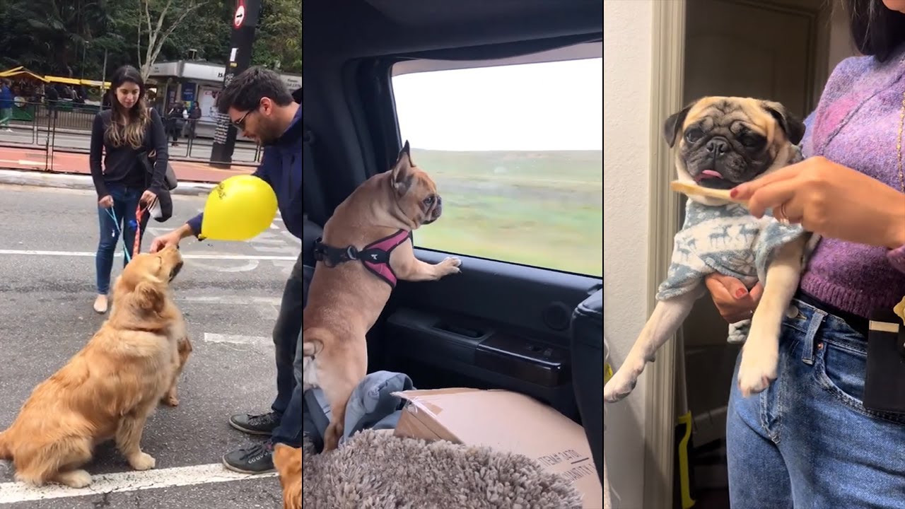 The Reality vs. Expectations of Having a Dog 😂 - YouTube