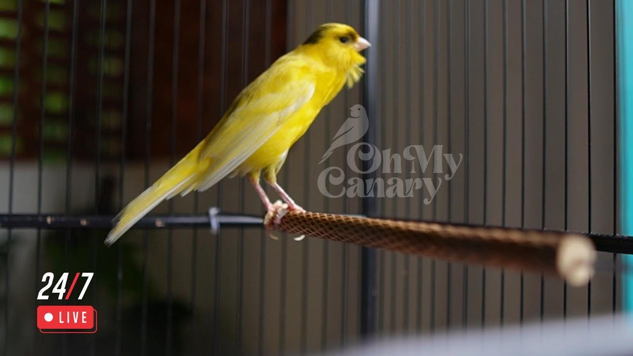 Canário Famoso! Master Trainer Makes Your Canary Shine - YouTube
