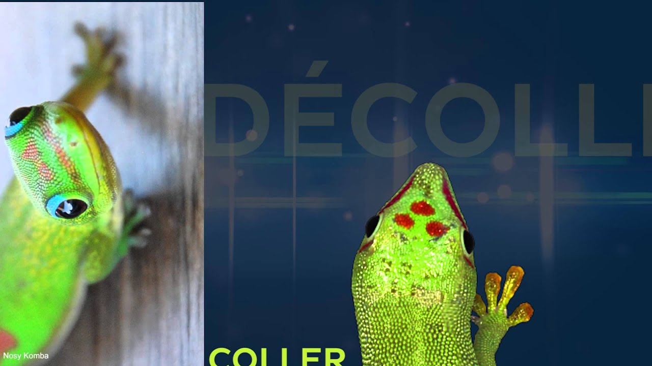 Bostik - Pourquoi le Gecko ? - YouTube