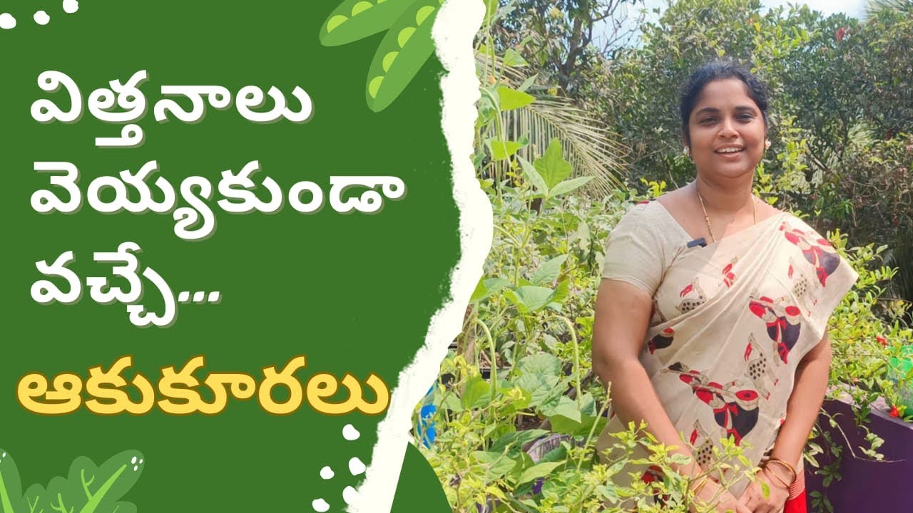 విత్తనాలు వెయ్యకుండా వచ్చే ఆకుకూరలు| Leafy vegetables without seeds ...