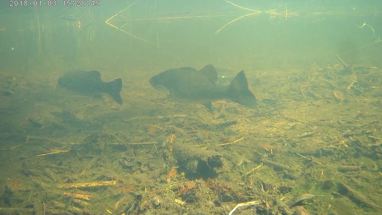 Submerged: 10 Minutes Underwater - YouTube