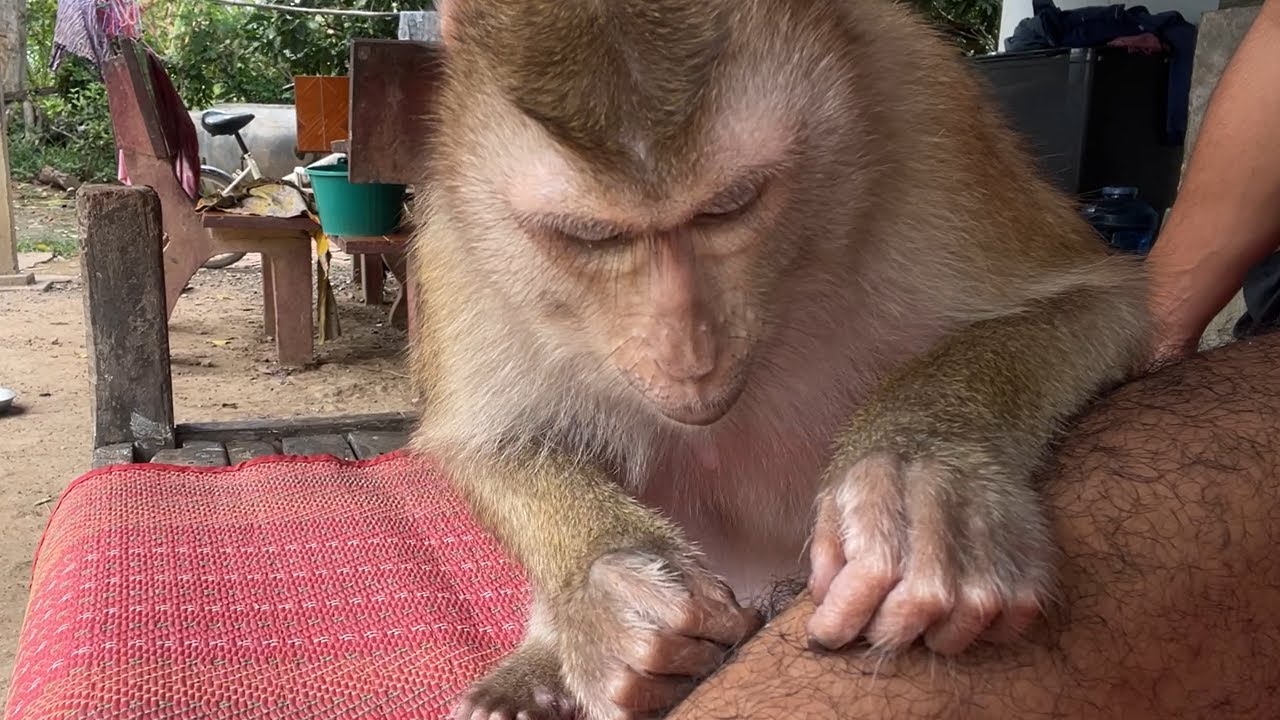 ASMR Monkey Grooming| Dr. Zueii Gentle Examines Deed Foot Hair For ...
