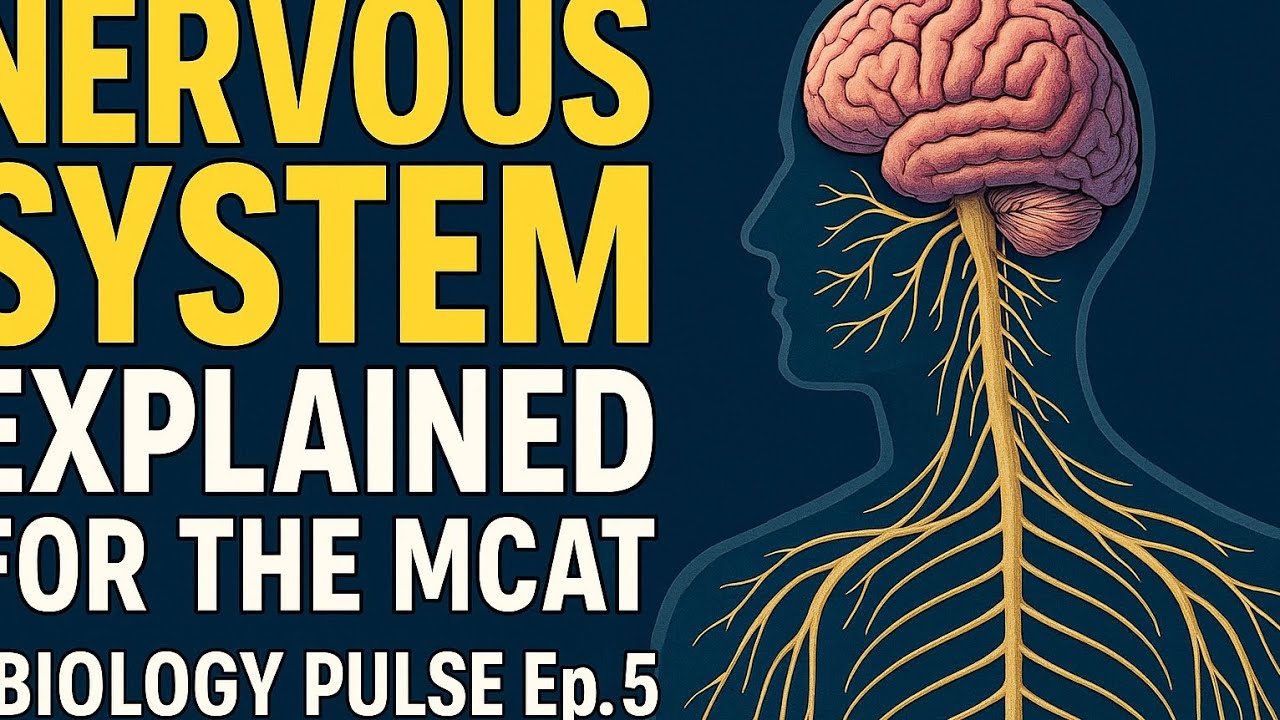 Nervous System Explained for the MCAT: CNS, PNS, and Neurotransmitters ...