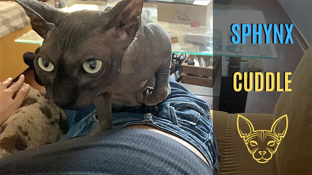 Sphynx Cuddles On Mommy's Belly - The Cutest Animal Video - YouTube