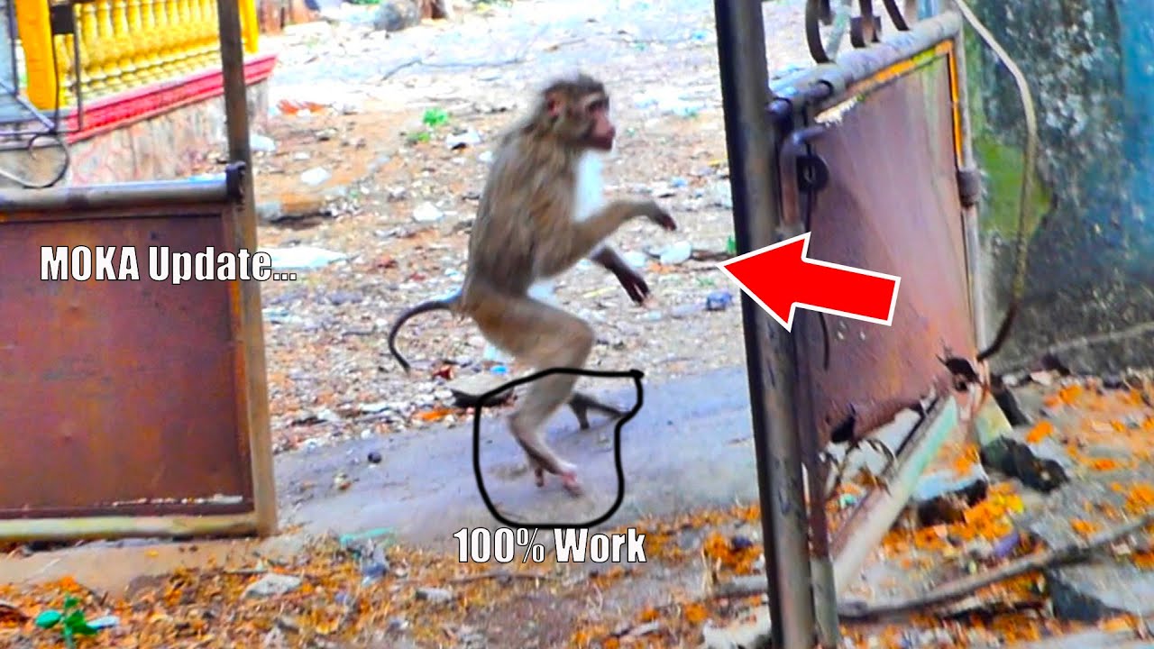 Thank God! 100% running fast now, MOKA monkey runs nonstop to show that ...