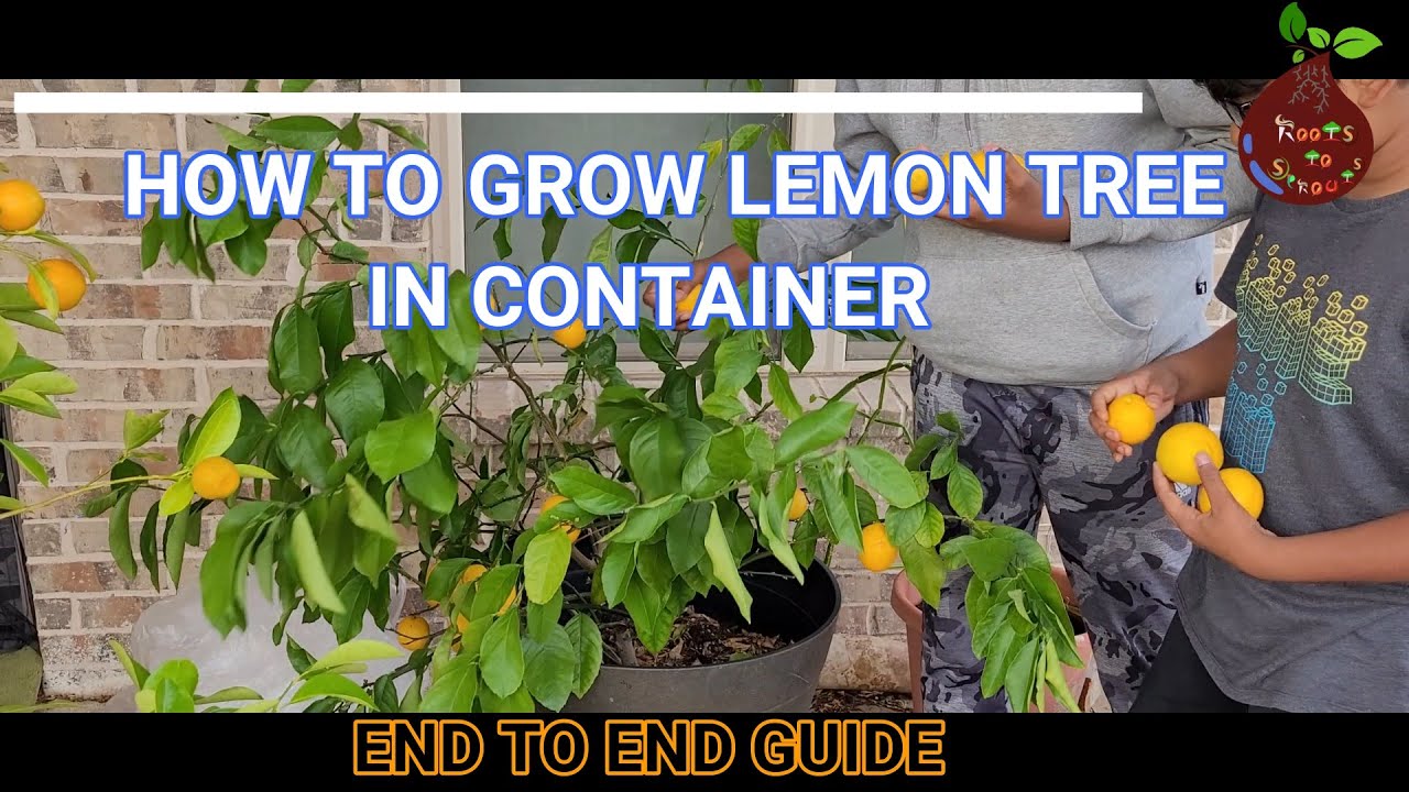 How to grow lemon tree in Container / Pot | End to End guide for ...