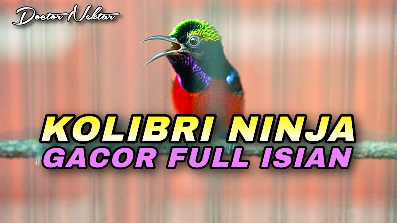 SUARA BURUNG KONIN GACOR FULL ISIAN TEMBAK COCOK BUAT PANCINGAN KOLIBRI ...