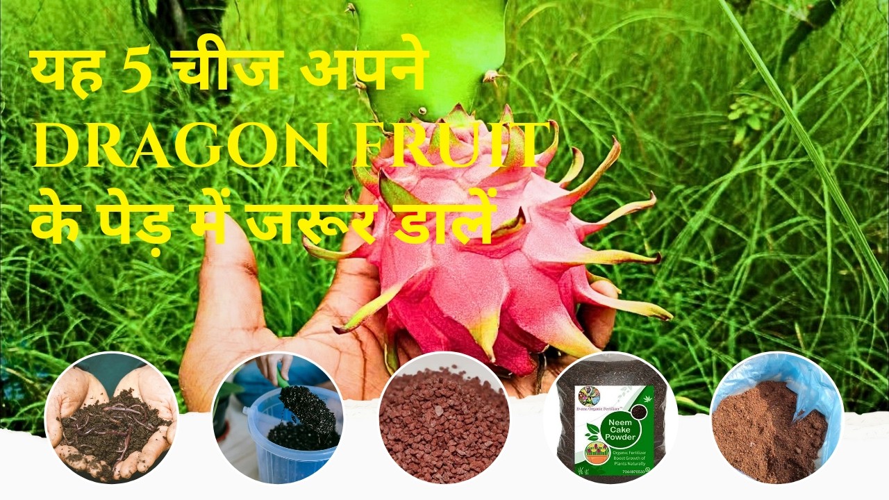 Fertilizer for Dragon Fruit plants in rainy Season | @Agrogreenfield ...