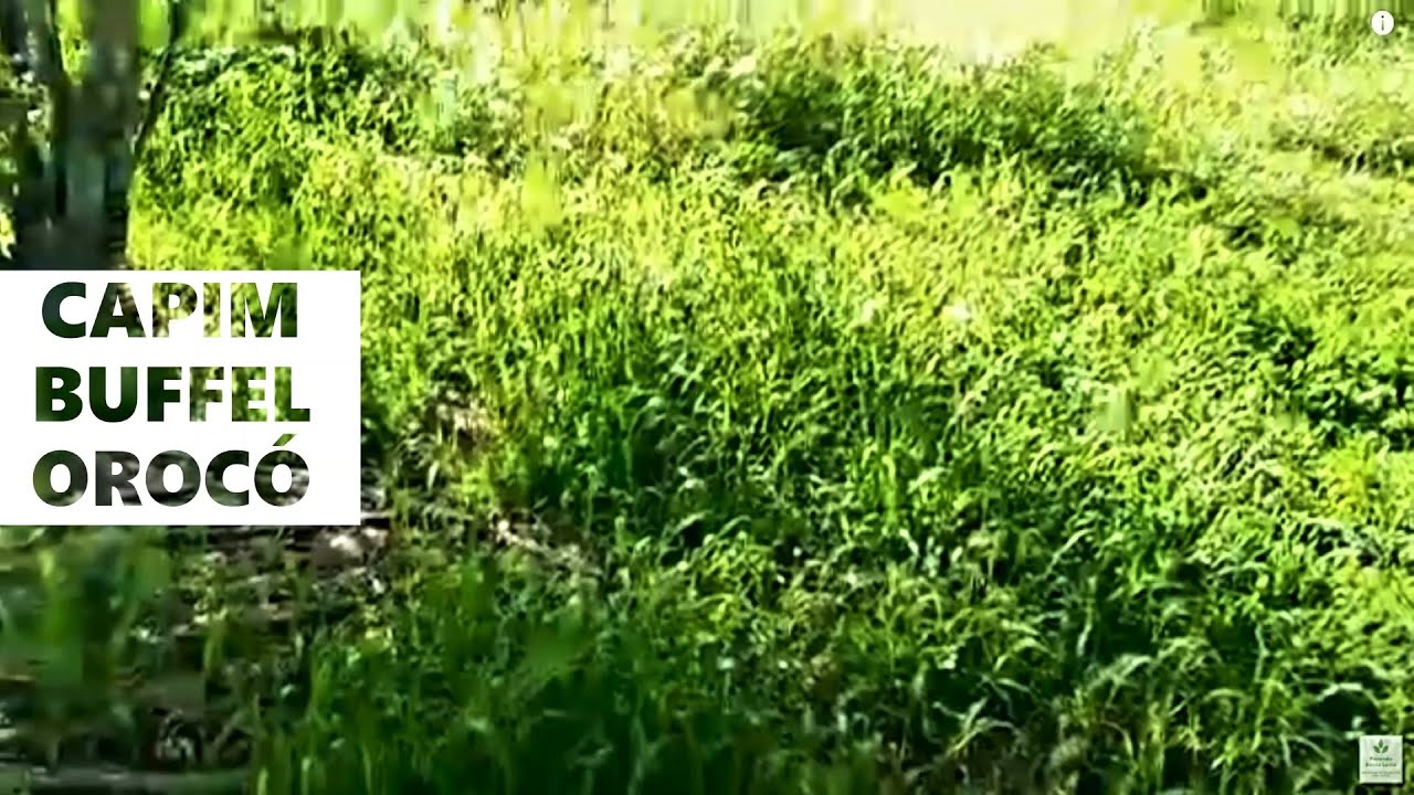 CAPIM BUFFEL E OROCÓ - YouTube