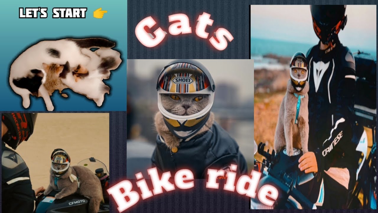 Bike ride with cat🚳 l thriller ride l cute cat video l funny cat video ...