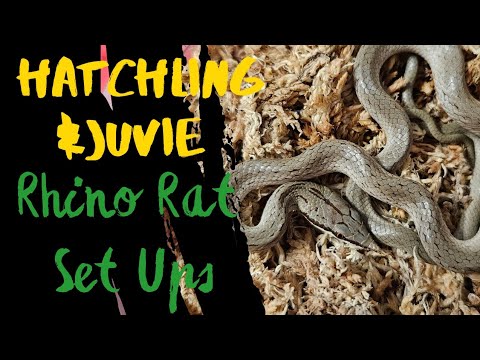 Hatchling & Juvie Rhino Rat Snake Set Ups - YouTube