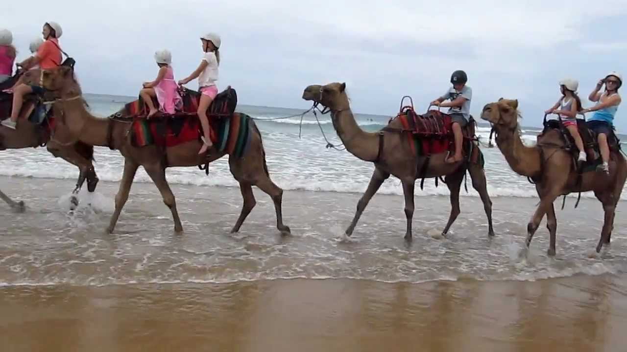 Camel ride Birubi Beach Jan 2012 - YouTube