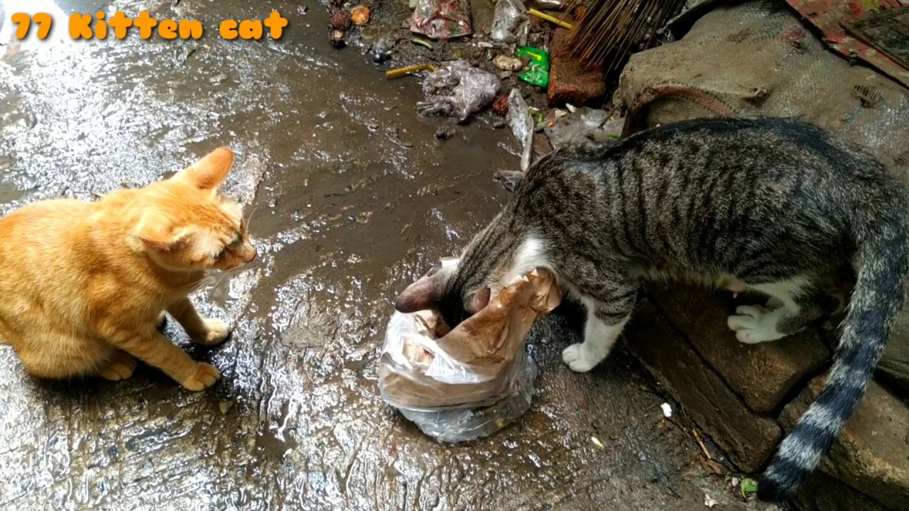 77 Kitten cat🐱Kitten street - YouTube