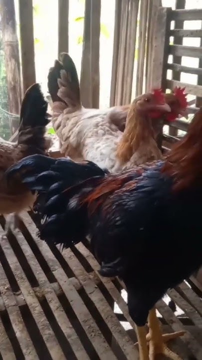 SUKSES BETERNAK AYAM KAMPUNG SKALA RUMAHAN - YouTube