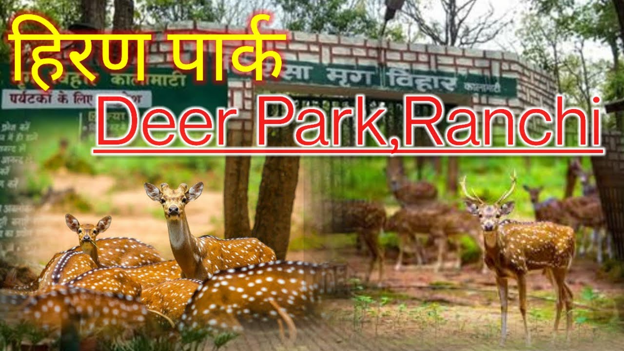 हिरण पार्क 🦌 || Deer park khuti Ranchi || birsa mrig vihar - YouTube