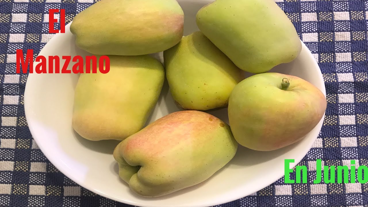 El Manzano en Junio / The Apple tree in June - YouTube