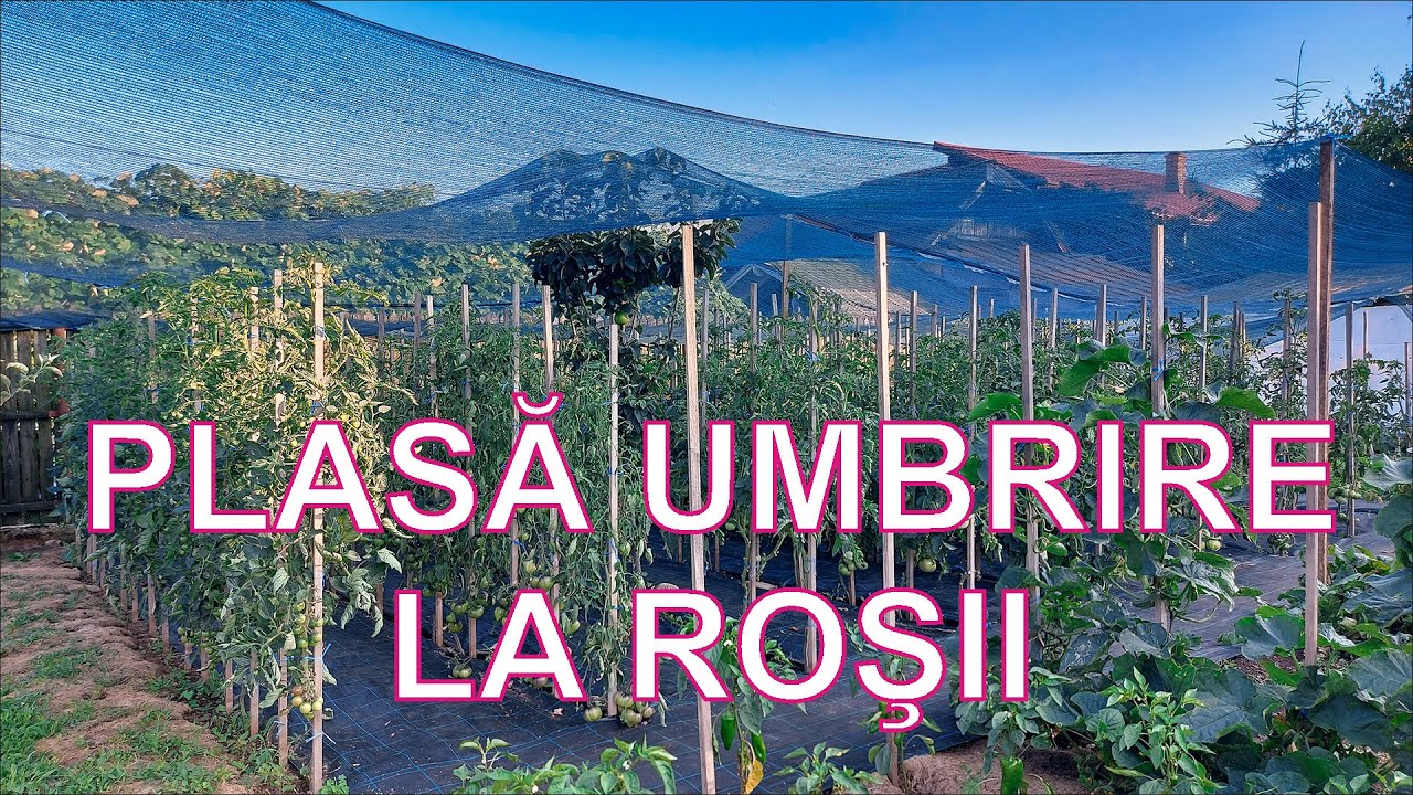 PLASĂ UMBRIRE LA ROȘII. ARSURI SOLARE LA ROȘII - YouTube