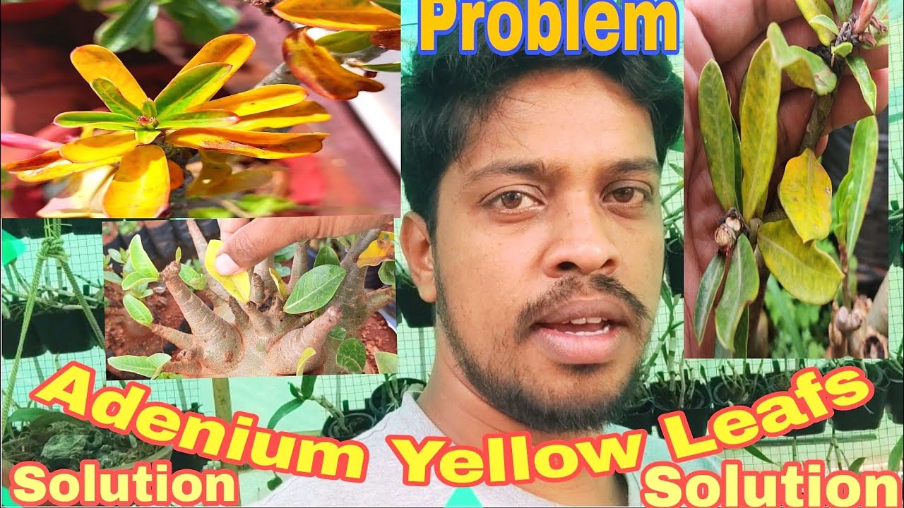 Adenium Yellow leafs shedding.. problem and solutions - YouTube