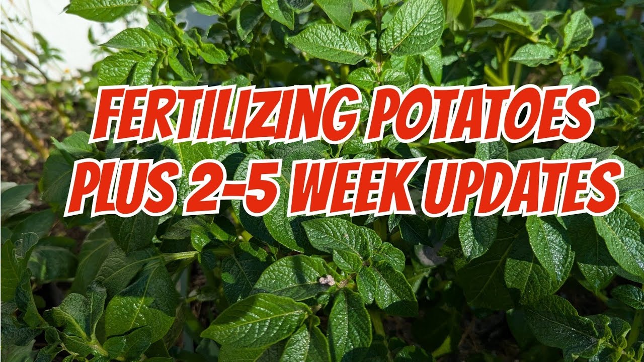 Growing and fertilizing potatoes in beds and in grow bags with updates ...