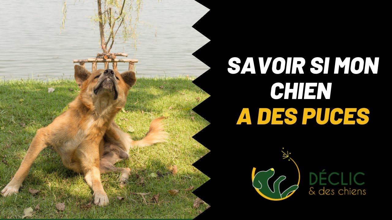 Quel est le moyen de savoir si mon chien a des puces ? - YouTube
