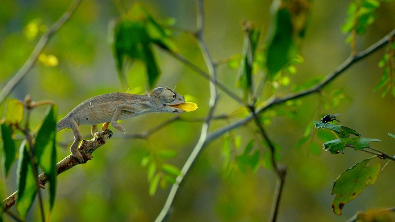 A Chameleons' Race Against Time | Earth's Tropical Islands | BBC Earth ...
