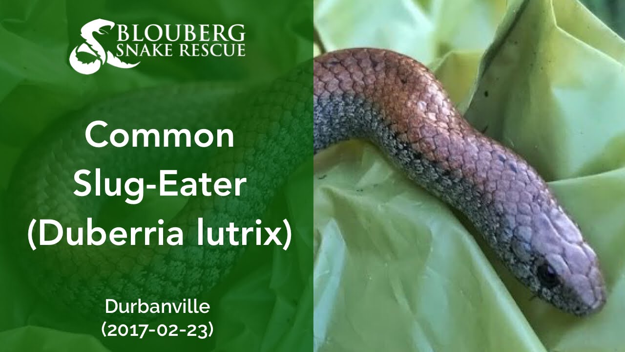 Common Slug-Eater near Durbanville, Cape Town, Western Cape, South ...