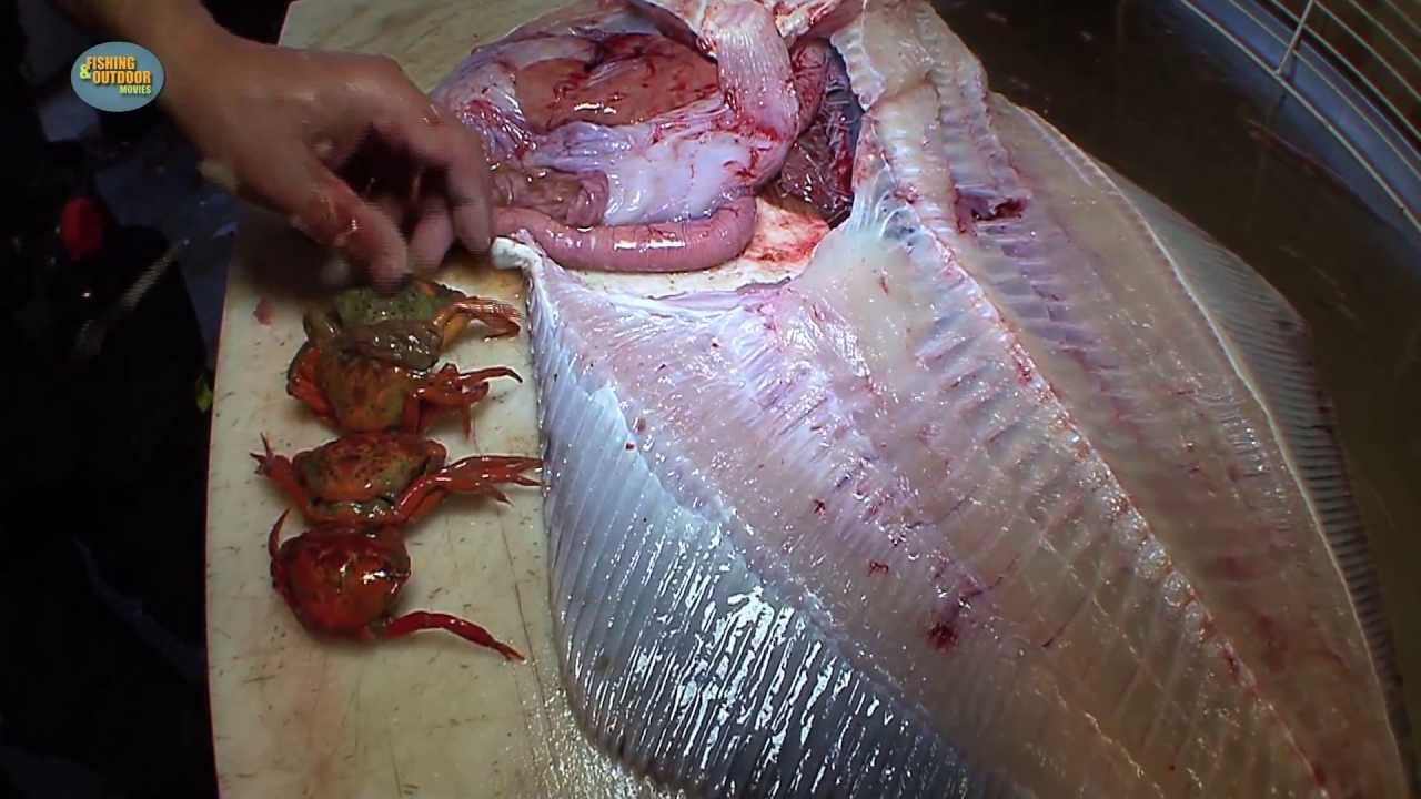 (HD) Filetieren eines Heilbutts - how to clean halibut - YouTube