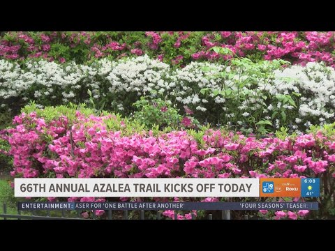 66th annual Azalea Trail kicks off for spring season - YouTube