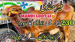 Malir Mandi Karachi Cattle Rates Update 20 Febuary 2024 Cow Mandi 2024 ...