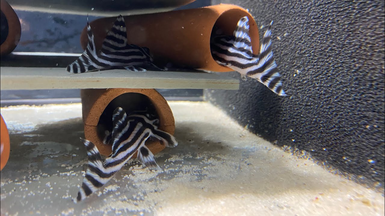 Zebra pleco l046 tank - YouTube