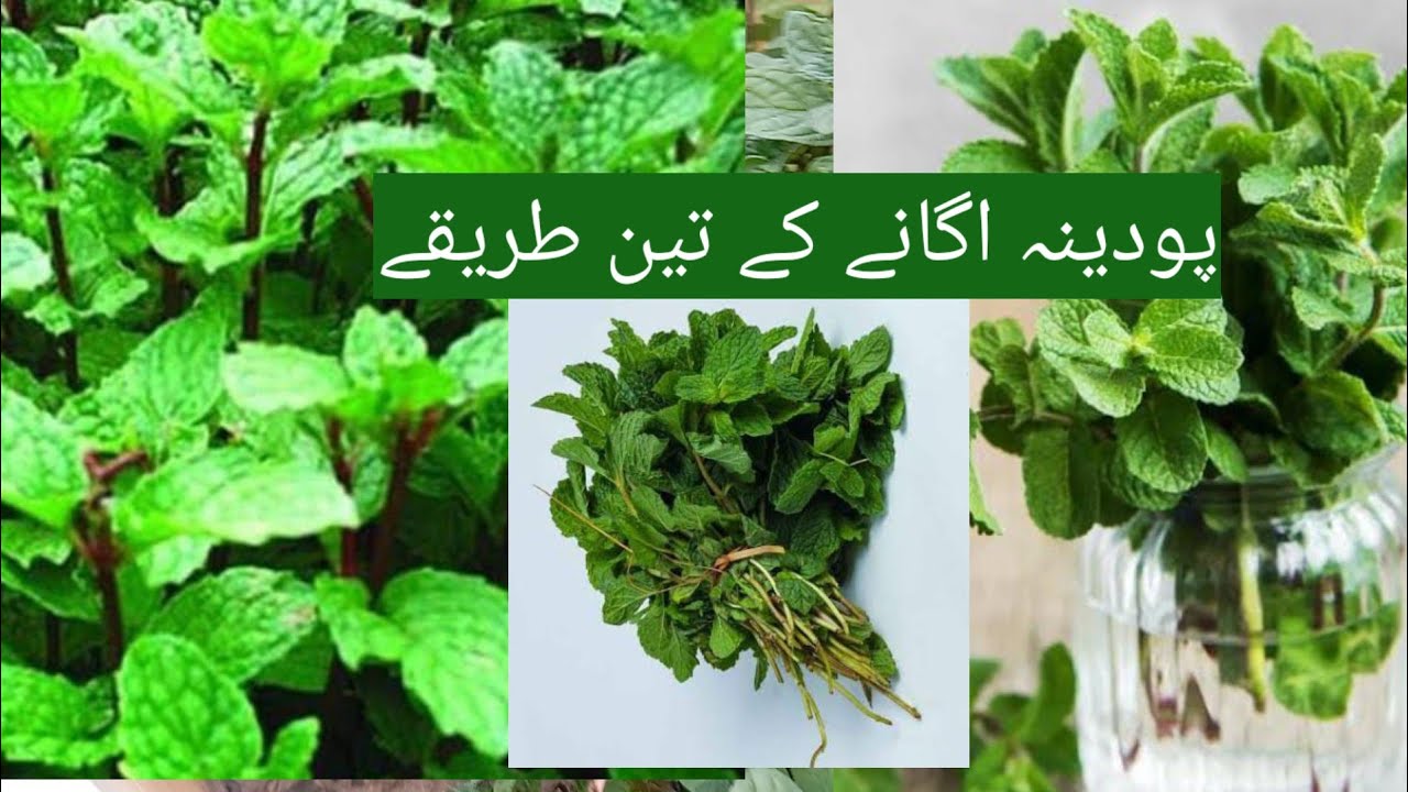 How To Grow Mint at Home | podeena ugane Ka tareeqa - YouTube