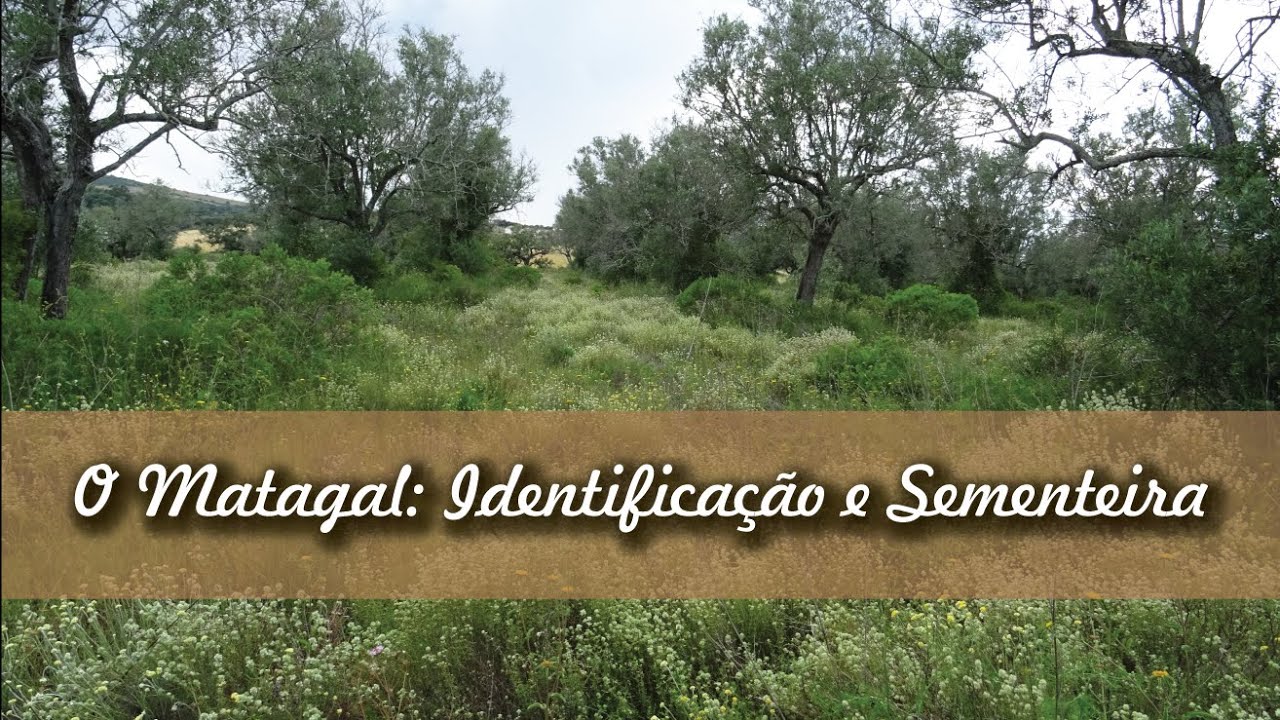 O Matagal | Identificação e sementeira de espécies arbustivas ...