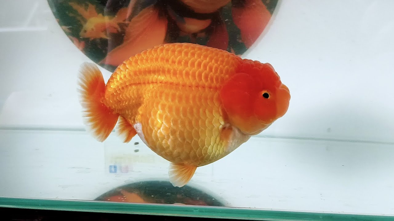 Ranchu SQ Goldfish 12CM Ikan Kontes Maskoki Senior Max- IMGF00045 - YouTube