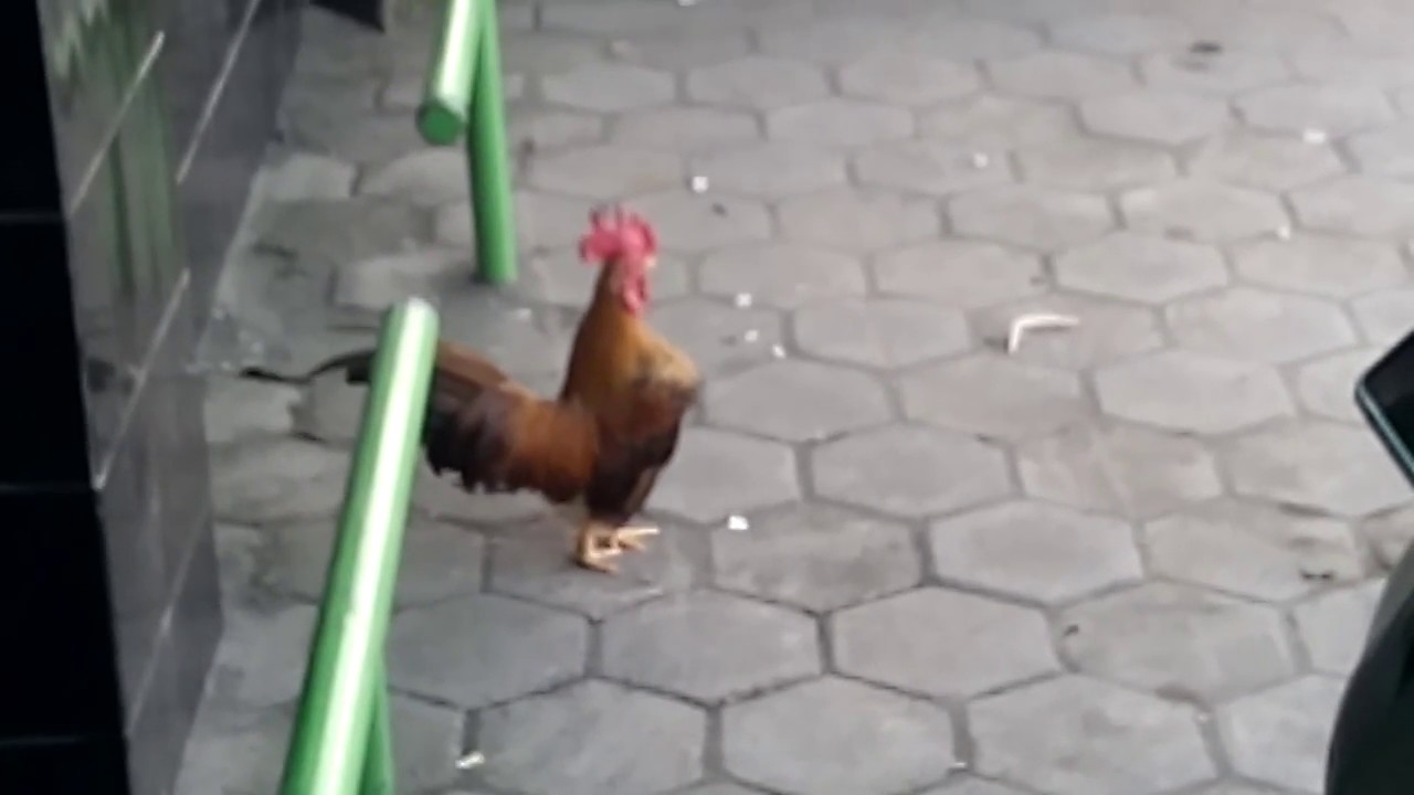 Ayam Kate/Katai - YouTube