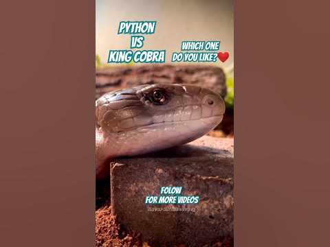 Big king cobra versus big python | which one do you like?🐍 - YouTube