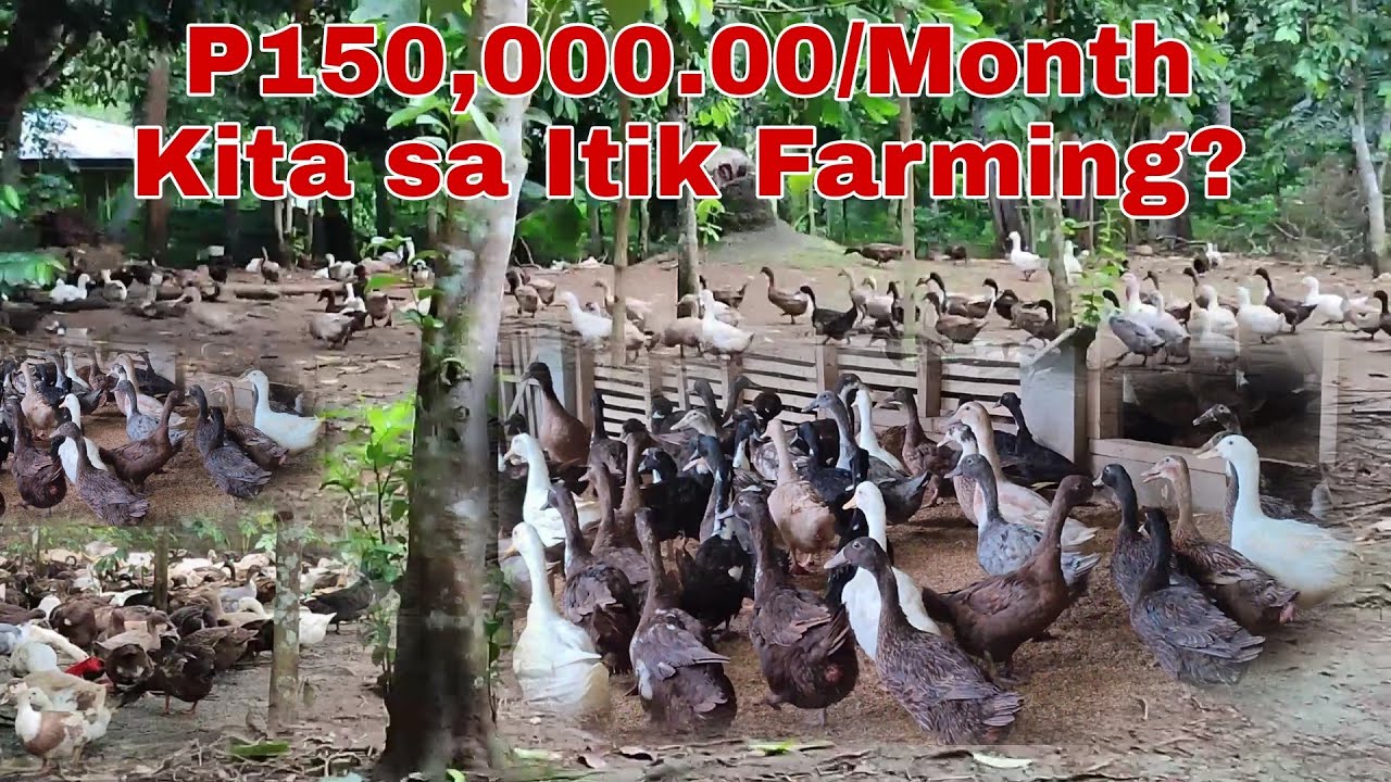 Kaya Kumita 150K A Month sa Itik Farming? Tips sa Pag aalaga ng Itik ...