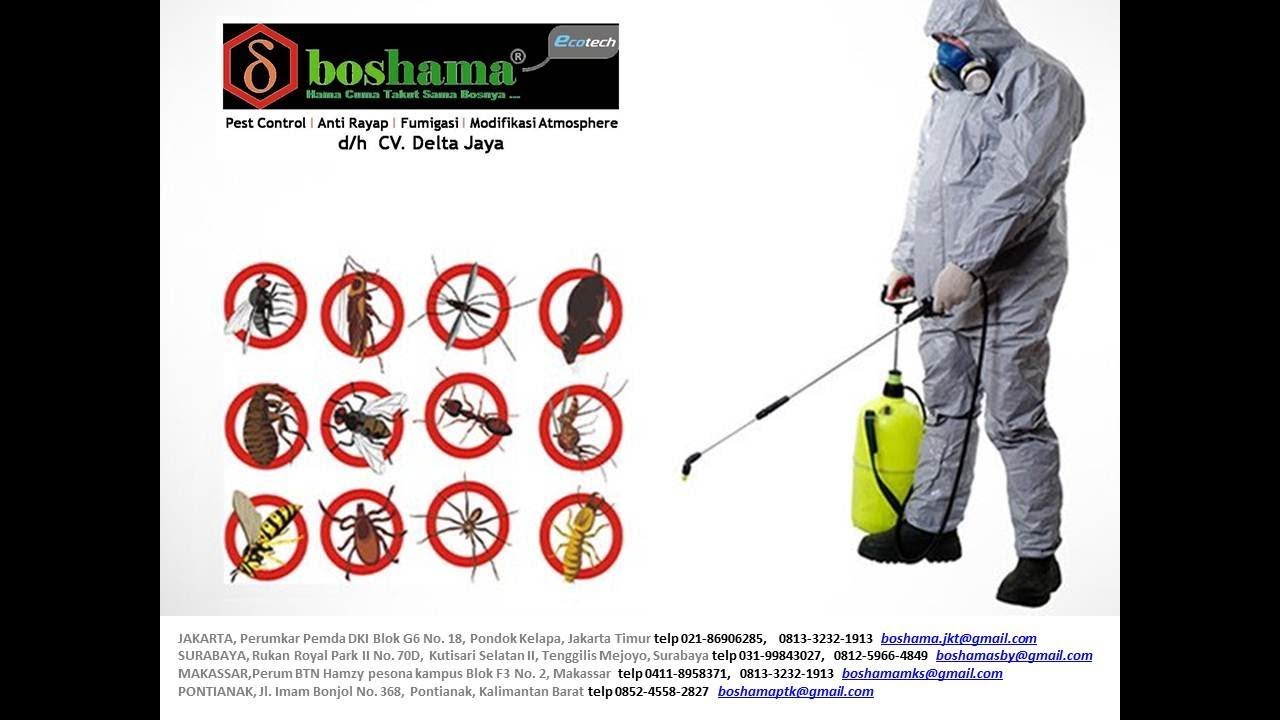 Cara Mengusir Tikus | Monitoring Rodent Control - Pest Control - YouTube