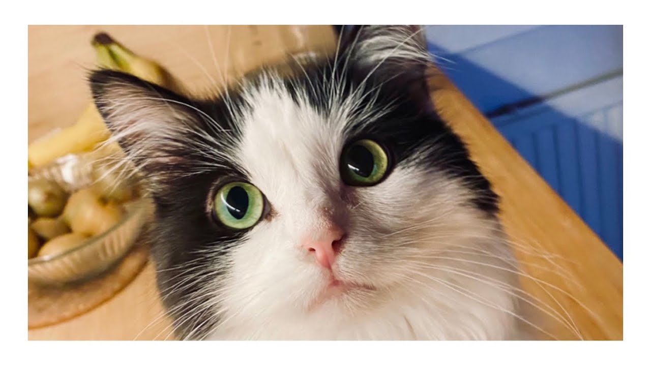 Cat wants to go out - YouTube