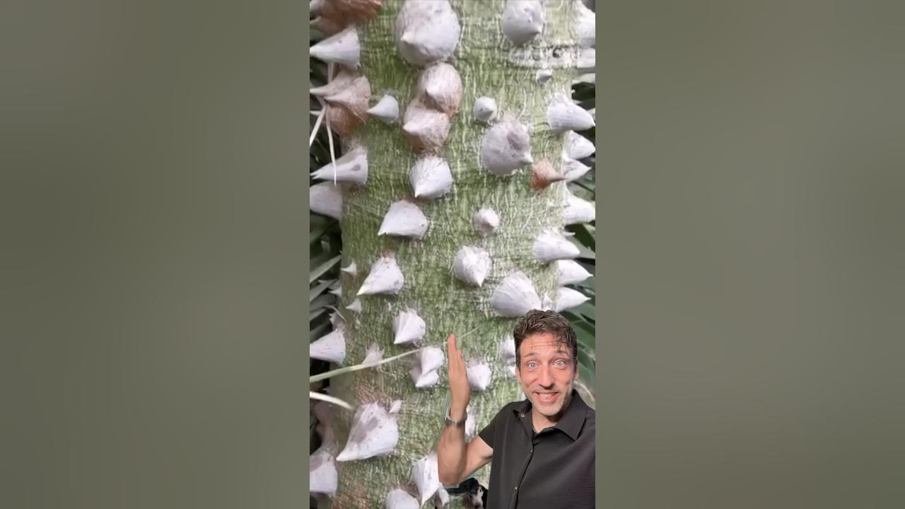 The Sandbox Tree is the most dangerous tree in the world - YouTube