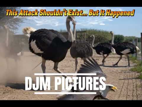 Can an Eagle Take Down an Ostrich? Let’s Test Reality