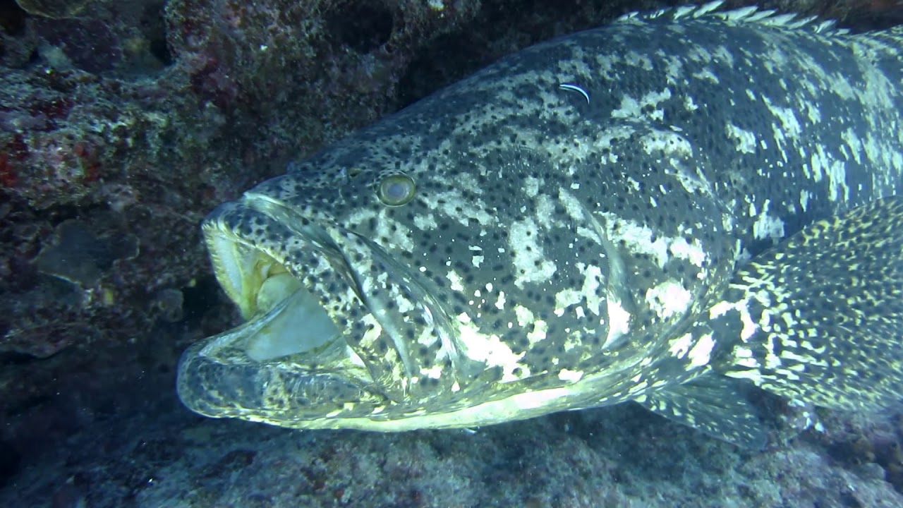 A goliath grouper being worked on by cleaner gobies, in the FL Keys ...