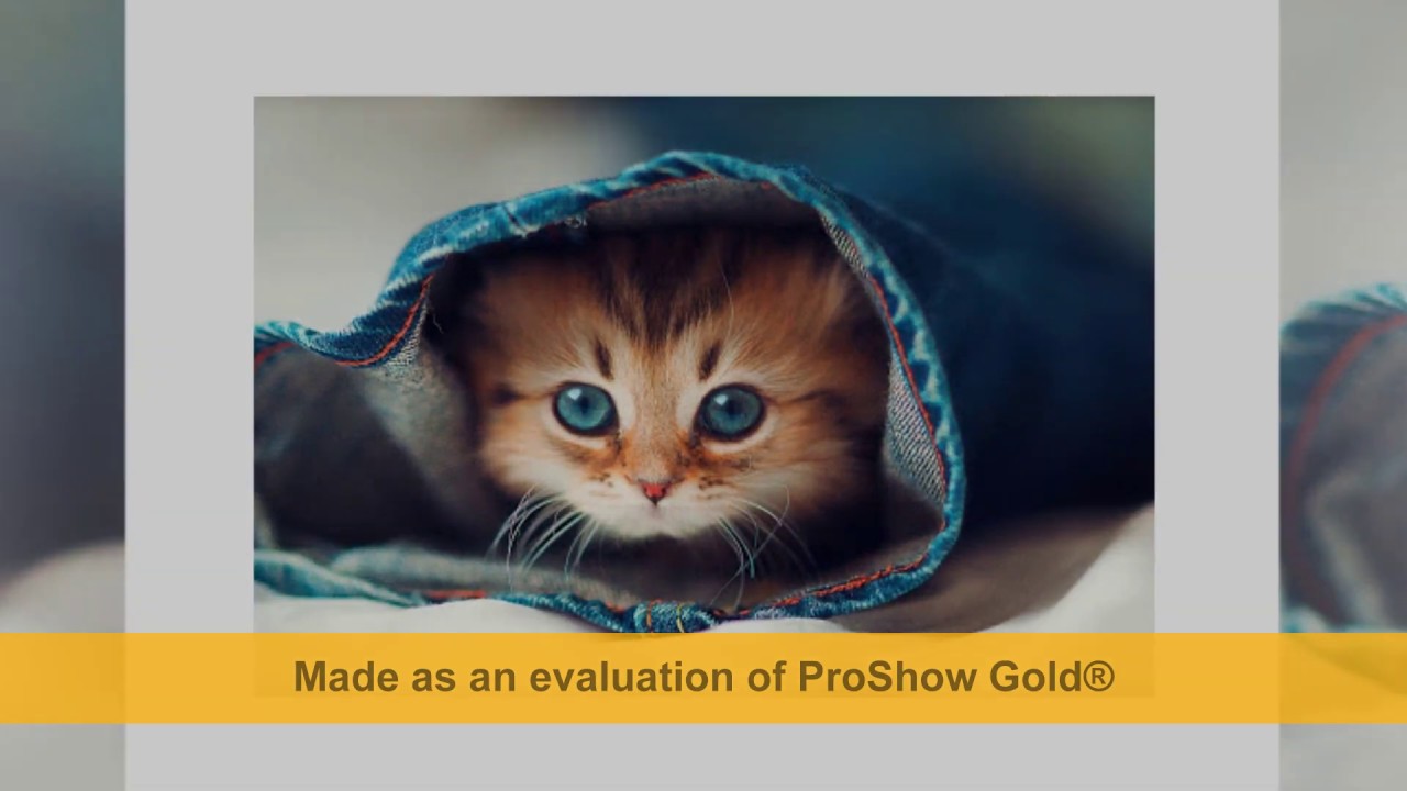 Cats SlideShow - YouTube