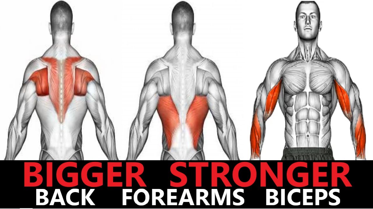 HOW TO GET BIGGER AND STRONGER BACK BICEPS FOREARMS - YouTube