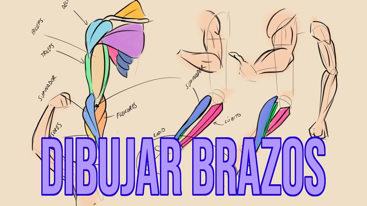 Aprende a DIBUJAR BRAZOS Rápido y Bien 💪💪 ANATOMÍA Fácil - YouTube
