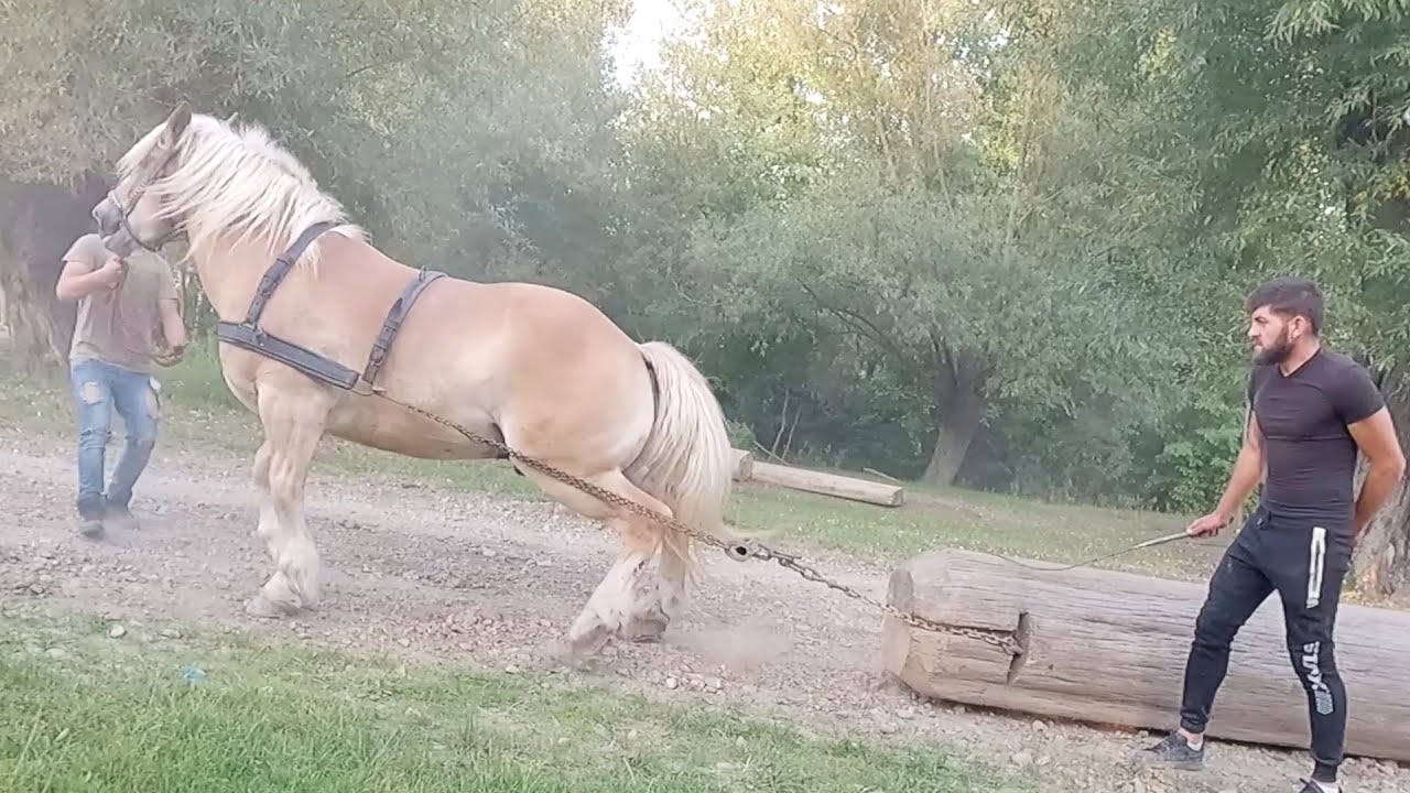 Cai probe de tracțiune cu Calu Radu dl.Vlad Costel de la Satu Mare 2021 ...