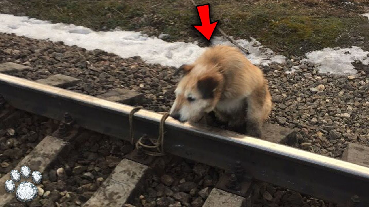 The Train Rushed Straight At the Dog, but He Couldn't Move, What ...